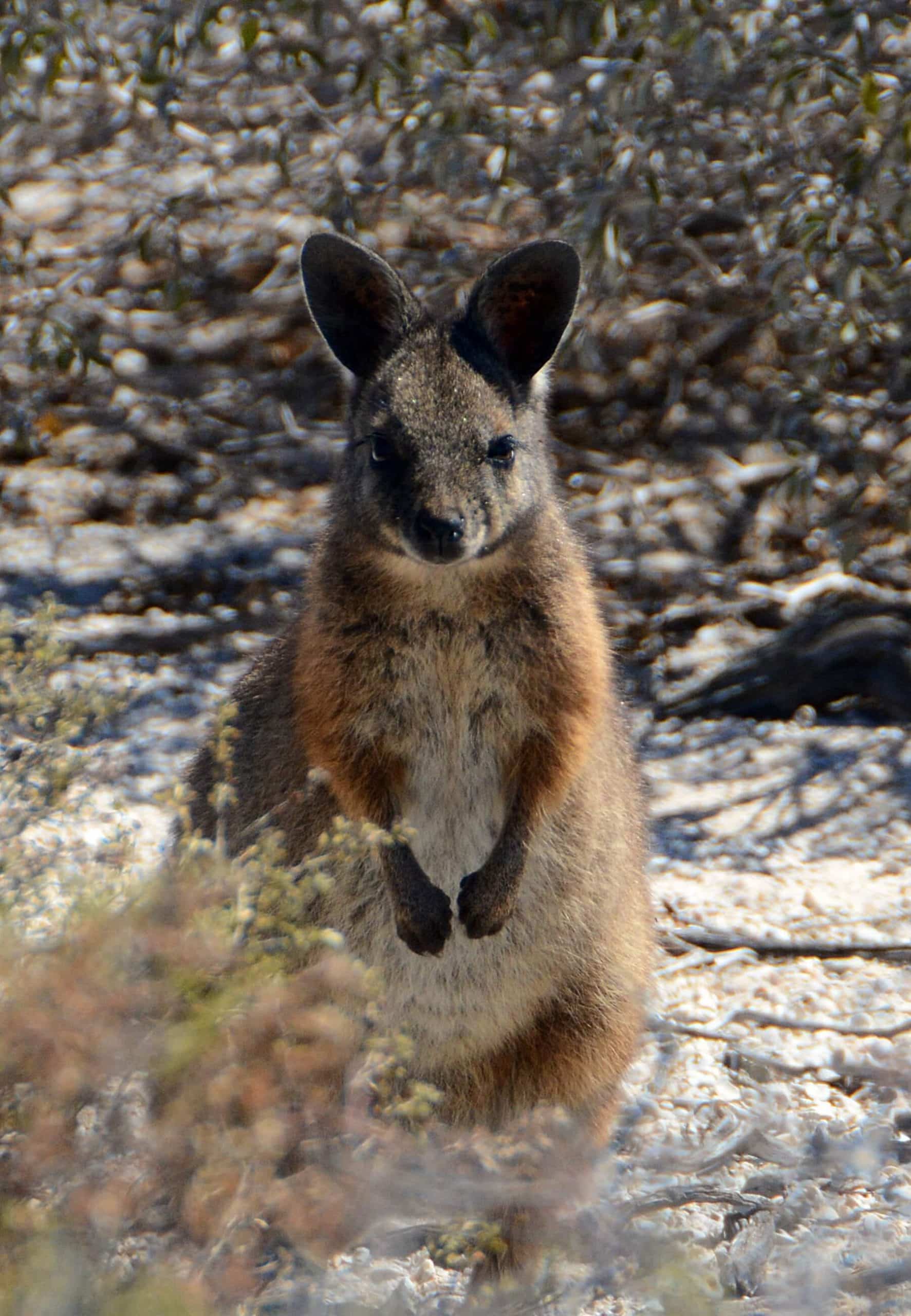 The Wallabi Group - Eco Abrolhos
