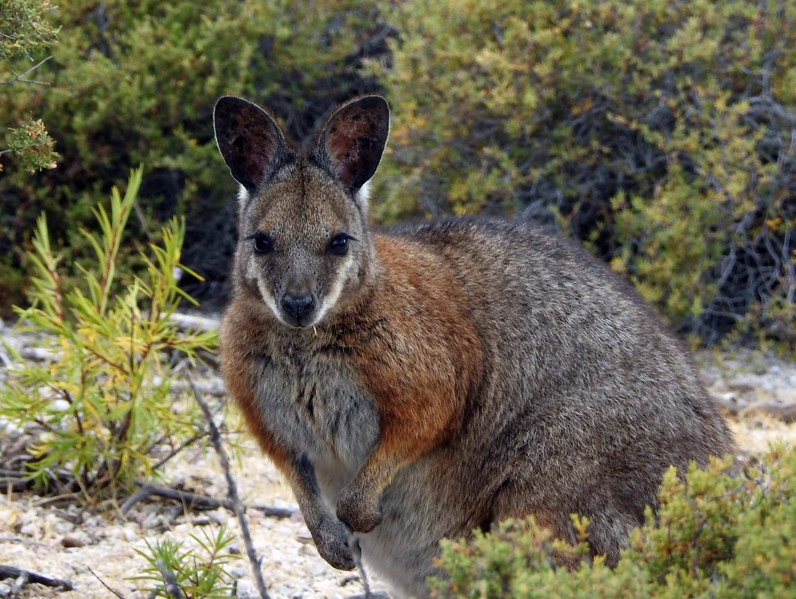 The Wallabi Group - Eco Abrolhos