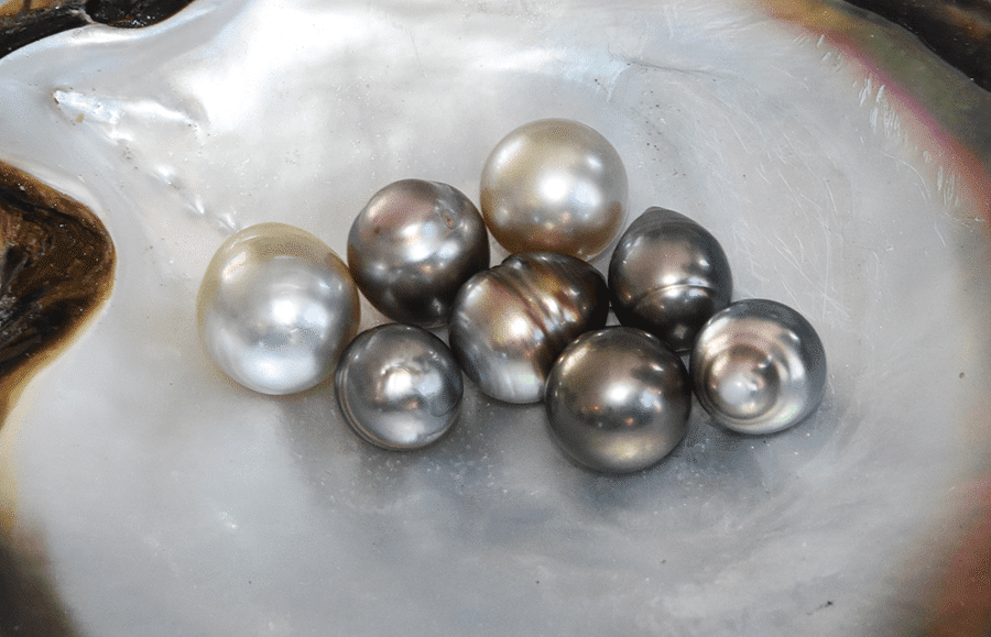Pearls & Plates - Eco Abrolhos